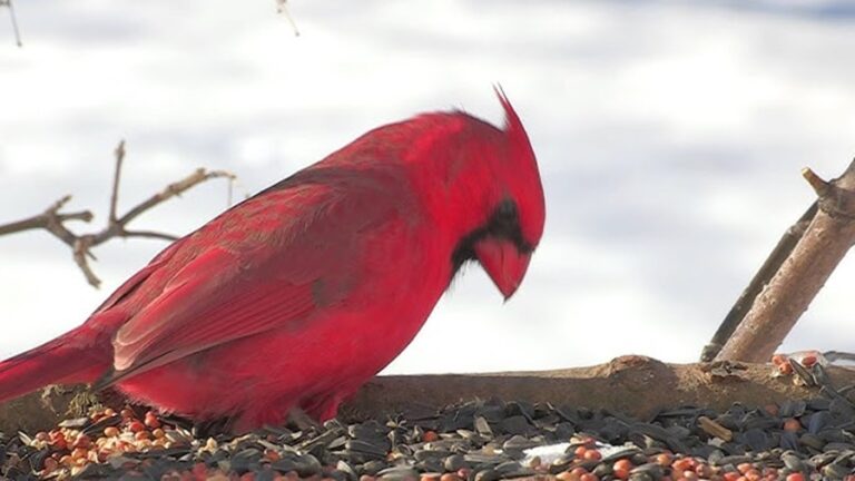 Northern Cardinal vs Other Red Birds: How to Tell the Difference - Soak ...